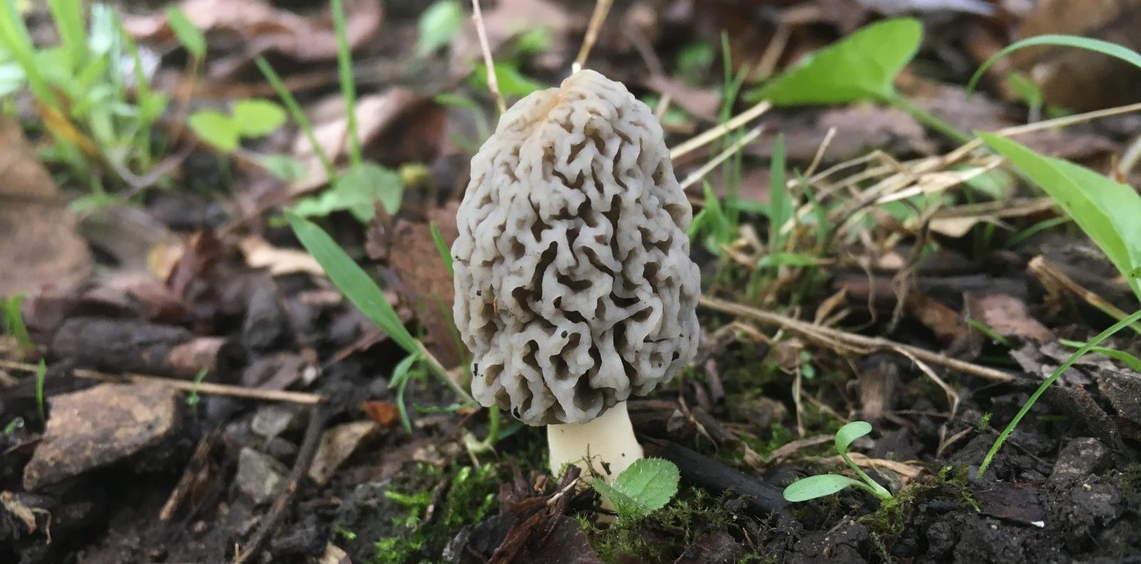 Events – Madison Mycological Society