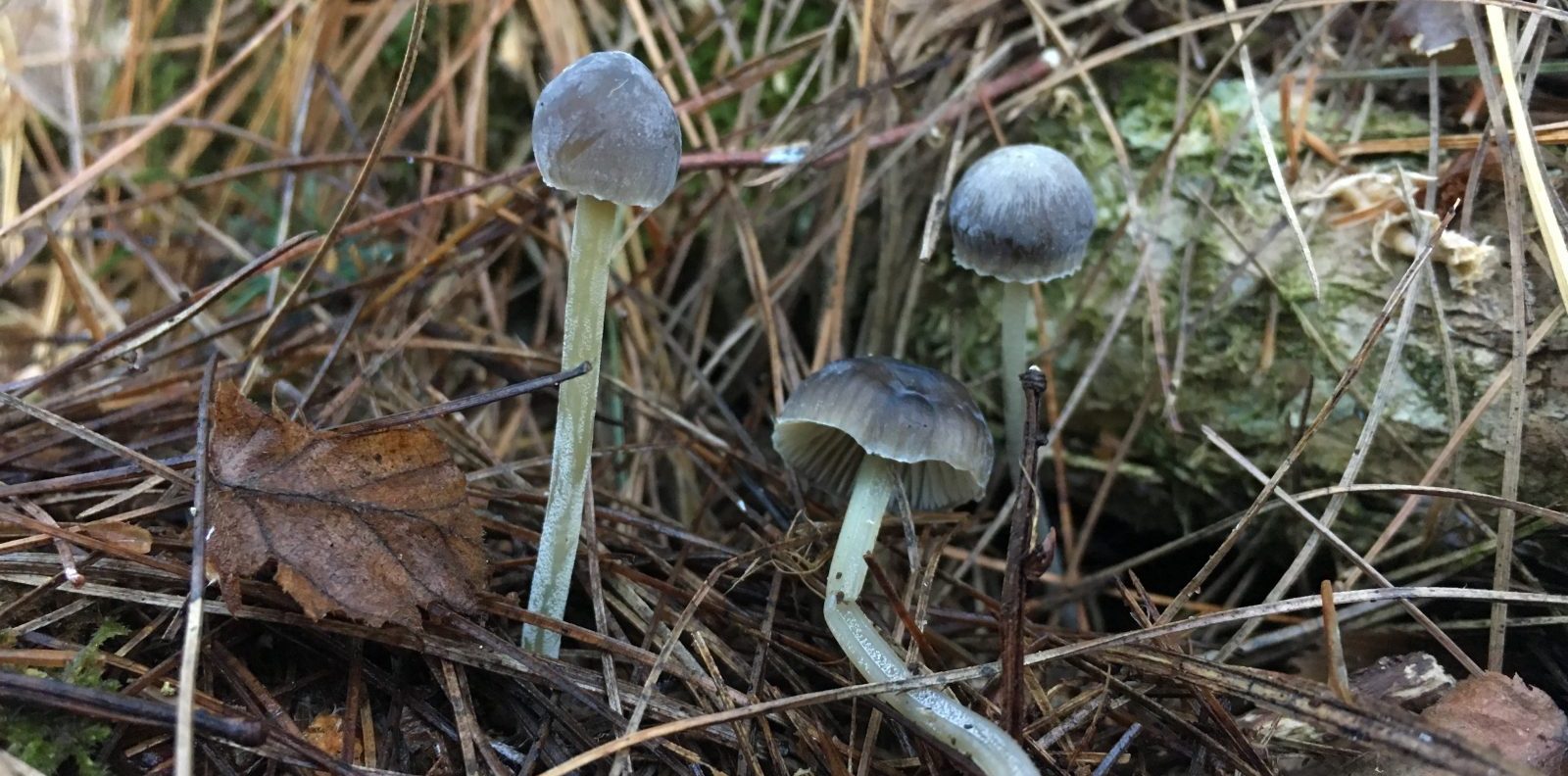 Resources – Madison Mycological Society